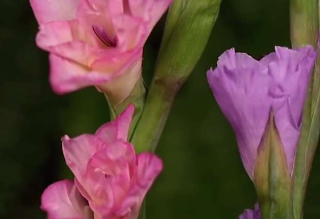 The Life of Flowers - Perennial Gardening